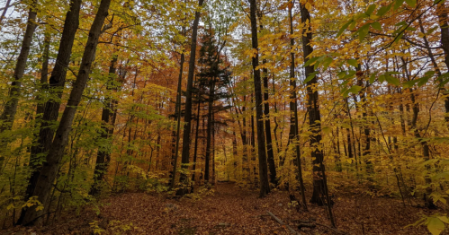 7 Charming Mountain Towns in Vermont To Visit This Fall