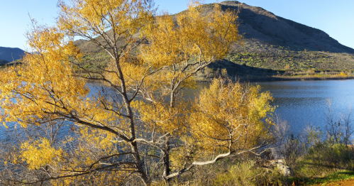Best Times and Places To View Southern California’s Fall Foliage in 2025