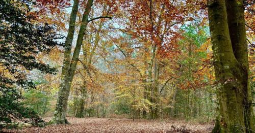 5 Best Places To See Fall Foliage in Delaware