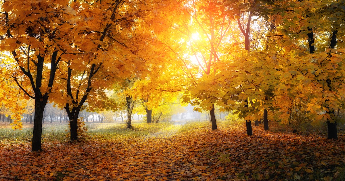 Every Region's Fall Foliage Forecast for 2025