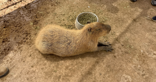 Ghost Ranch Exotics: A Capybara Encounter in Arizona