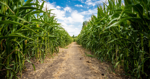 Discover the Best Pumpkin Patches in Alabama This Fall 2025