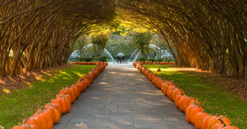 7 of the Best Fall Festivals in Texas to Attend This Year