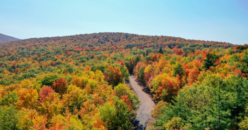 New York Fall Foliage Map 2025: Peak Colors
