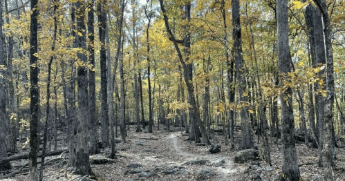 Embrace Fall at Monte Sano State Park in Alabama