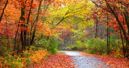 Every Region's Fall Foliage Forecast for 2025
