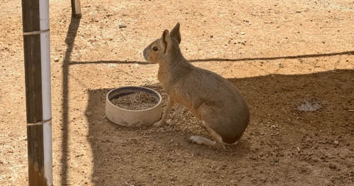 Ghost Ranch Exotics: A Capybara Encounter in Arizona