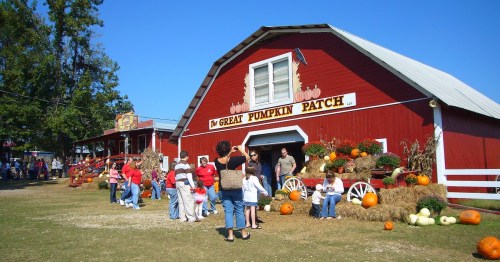 The Great Pumpkin Patch: Largest Pumpkin Patch in Illinois
