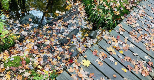 Fall Foliage Alert: Charming Michigan Mountain Towns