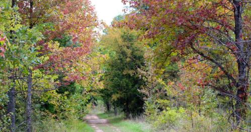 Best Times and Places to See Fall Foliage in Texas