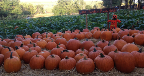 Pumpkin Patches: Best Things To Do In Kansas City And Beyond