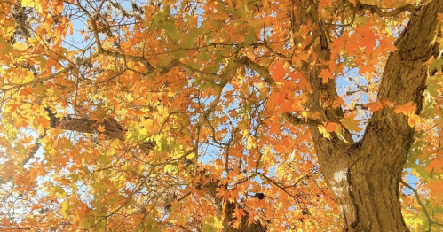 Best Times and Places to See Fall Foliage in Texas