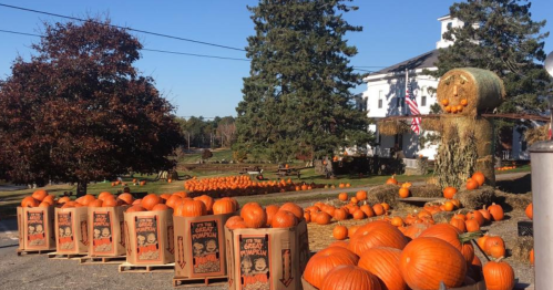 Pumpkin Farms in Massachusetts: Best Pumpkin Patches in 2025