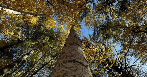 Fall Foliage Alert: Charming Michigan Mountain Towns