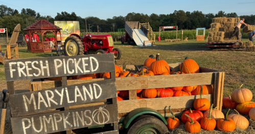 You Must Visit The Maryland Corn Maze This Fall