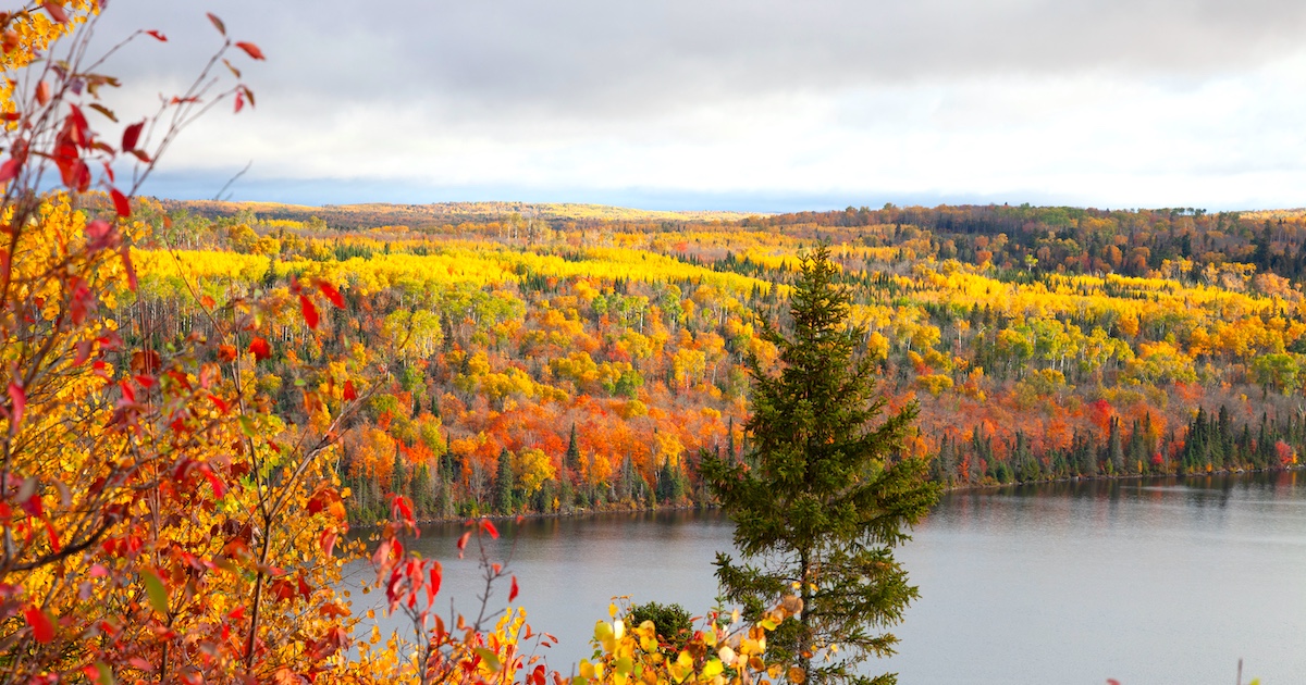 When Do Leaves Change Color in Minnesota? Fall Foliage Guide