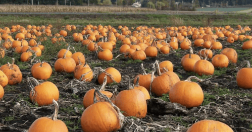 Best Pumpkin Patches in Rhode Island: Fall 2025