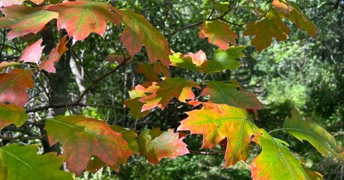 Autumn in Forest City, Iowa, Is a Beautiful Thing