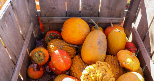Best Pumpkin Patches in Rhode Island: Fall 2025