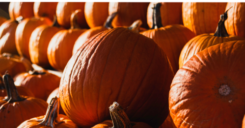7 Best Pumpkin Patches in Maine for Fall Fun