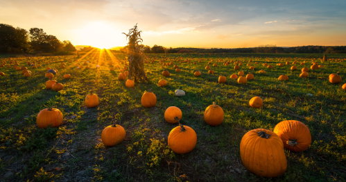 Pumpkin Patches: Best Things To Do In Kansas City And Beyond