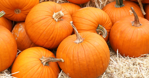 The Best Pumpkin Patches in Kentucky to Visit This Fall