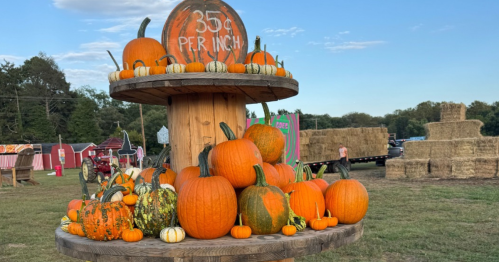 You Must Visit The Maryland Corn Maze This Fall