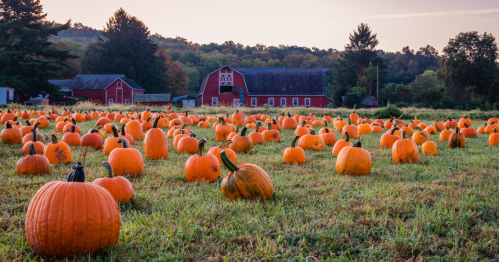 Best Pumpkin Patches in South Carolina to Visit in 2025