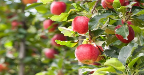 4 of the Best Apple Orchards in Alabama Perfect for Fall