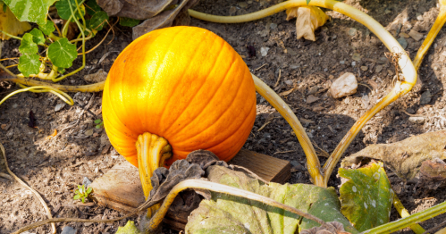 Best Pumpkin Patches in Rhode Island: Fall 2025