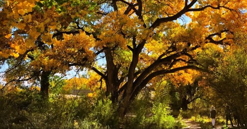 Rio Grande Nature Center State Park: Best State Park in New Mexico to ...