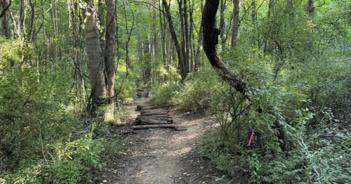 6 Underrated Forest Hikes To Try In Delaware