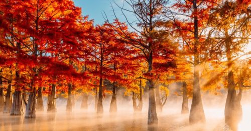 The 15 Best Things to Do in Florida This Fall