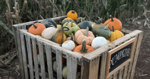 Attend the 7 Best Fall Festivals in Arizona 2025
