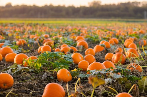The 6 Best Local Pumpkin Patches: Fall In Iowa 2024