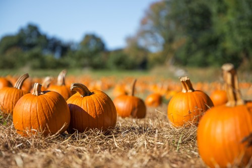 The 6 Best Local Pumpkin Patches: Fall In Iowa 2024