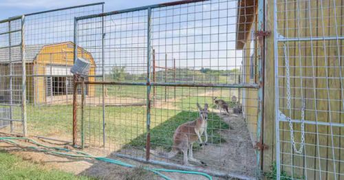 Meet Kangaroos at This Airbnb in Kampsville, Illinois