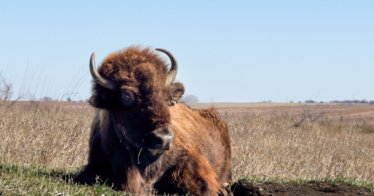 How to See Bison and Elk at This Iowa Wildlife Refuge