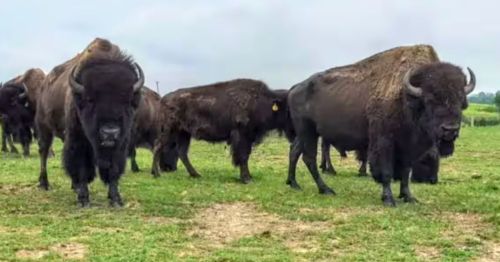 Spend the Night With Bison at This Farm Airbnb in Iowa