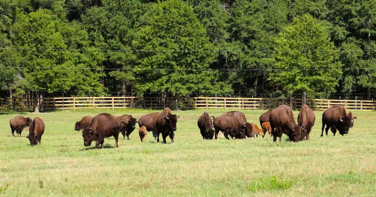 Watch Bison Roam at This Farmhouse Retreat in Alabama