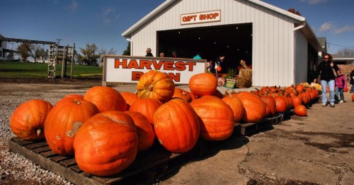 The 6 Best Local Pumpkin Patches: Fall In Iowa 2024