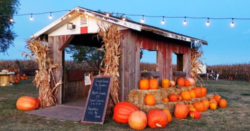 The 6 Best Local Pumpkin Patches: Fall In Iowa 2024