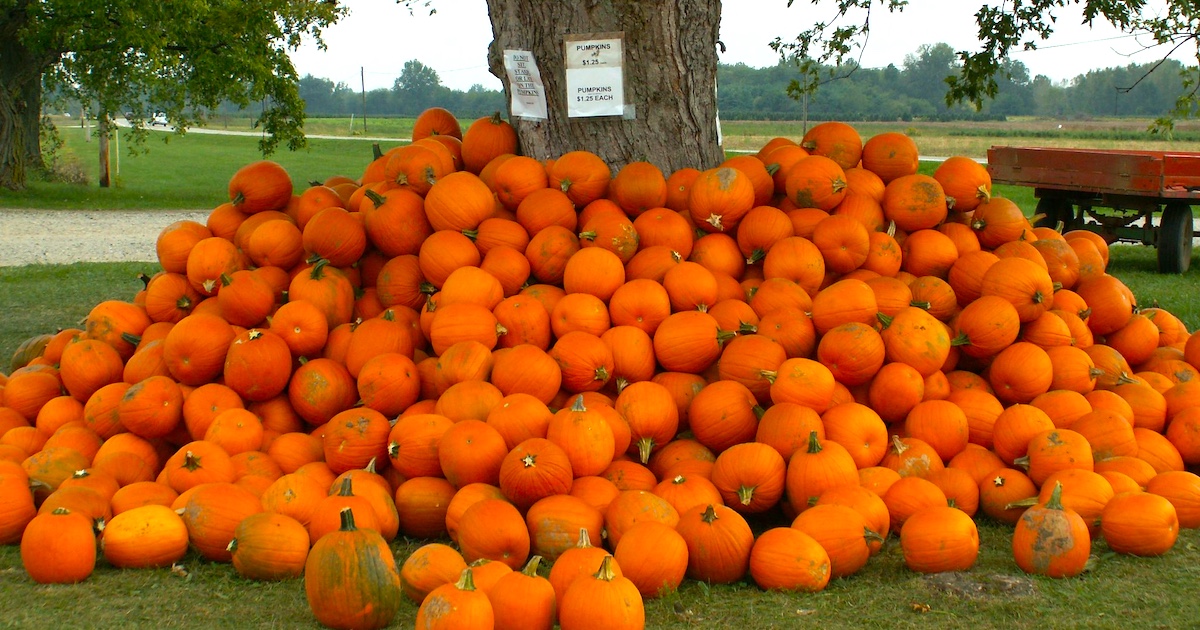 7 of the Best Pumpkin Patches in Ohio