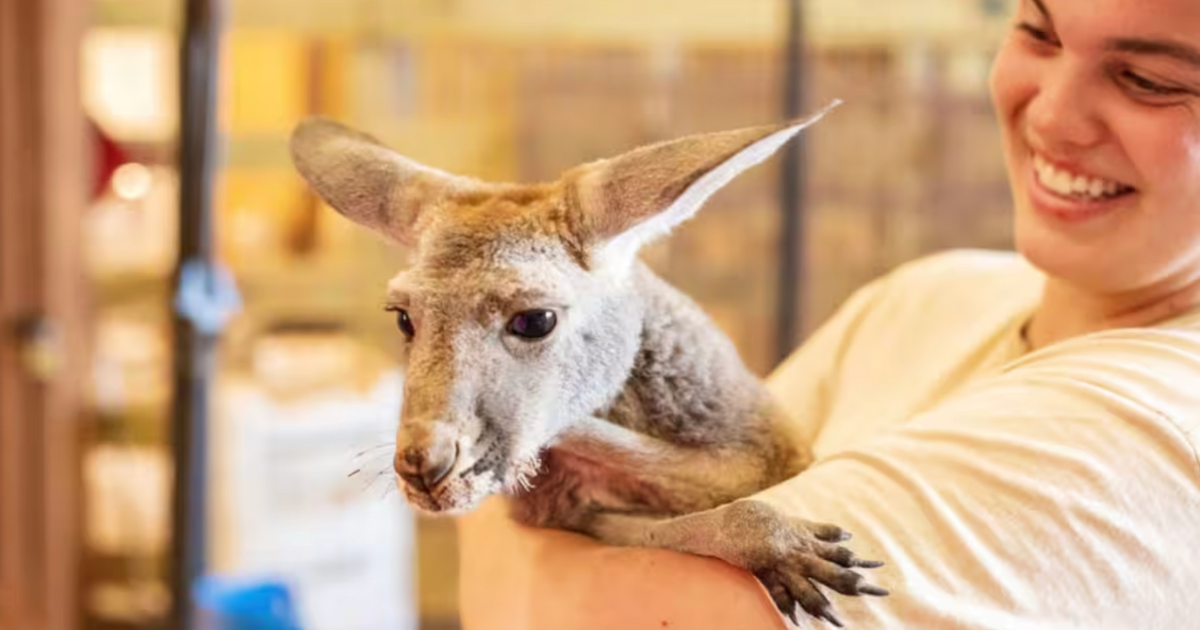 Meet Exotic Animals: Airbnb Stay in Oklahoma