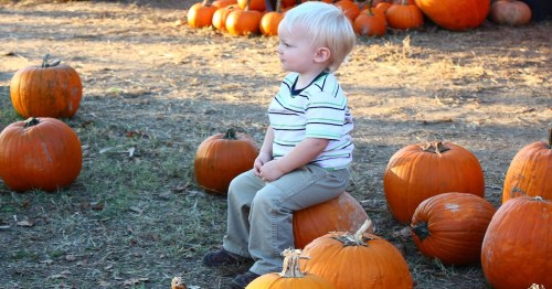 The 6 Best Local Pumpkin Patches: Fall In Iowa 2024
