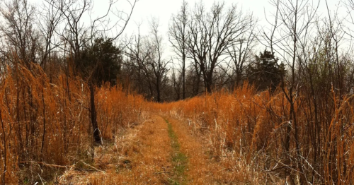 Discover Kansas's Best Fall Foliage at Cross Timbers