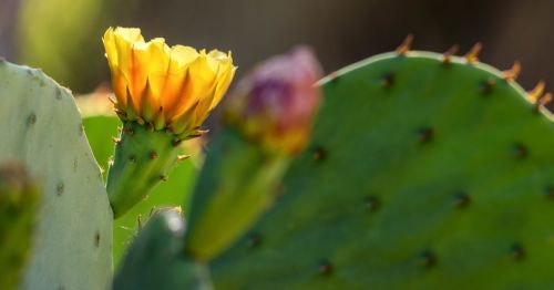 Michigan Facts: 11 Fun Facts Locals Love