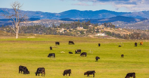 Ramona, California: Wineries, Hiking, and Small City Charm