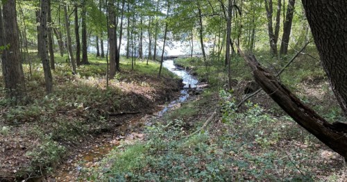Swamp Forest Trail: Delaware’s Most Enclosed Hike