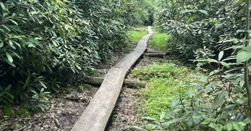 Bear Meadows Natural Area: A True Local Secret in Pennsylvania